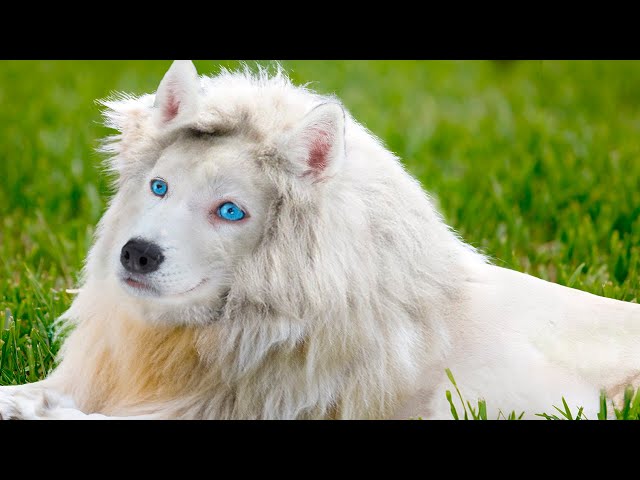 Funny Dog Breed Mixes