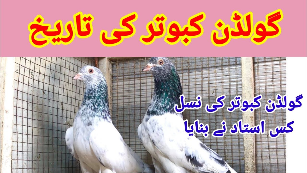 History of Golden pigeon| گولڈن کبوتر کی تاریخ | knowledge pegion - YouTube