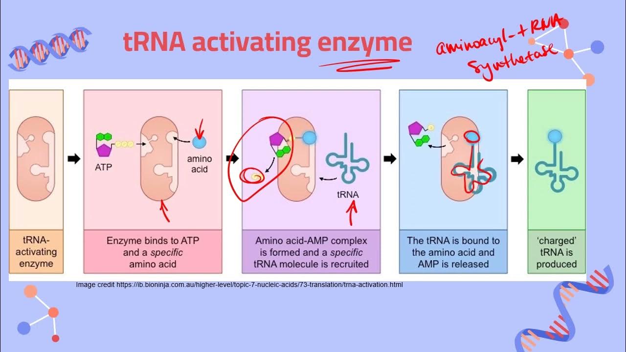 IB Biology D1.2 Protein synthesis - YouTube