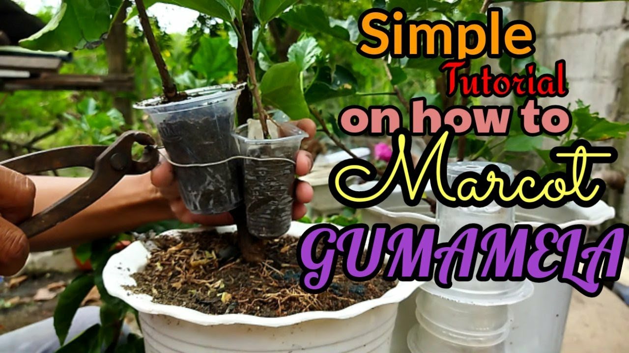 how to marcot gumamela or hibiscus (collection kong tawagin) - YouTube