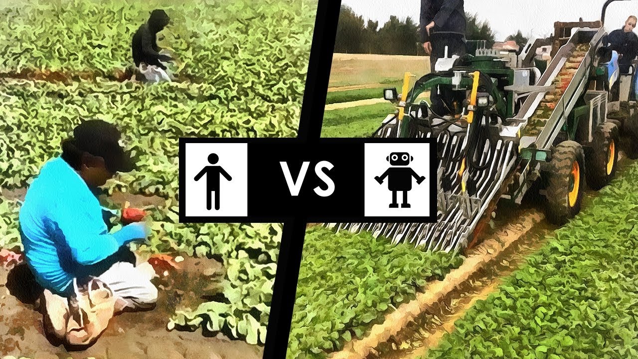Human vs Machine : Radish Harvesting - YouTube