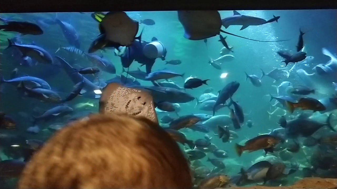 Fish Feeding Time @ Seaworld Jakarta Indonesia - YouTube