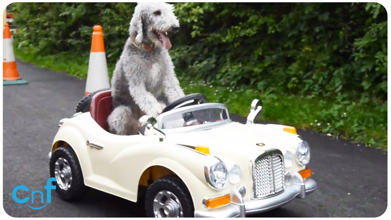 Dog Drives Rolls Royce | Ghost Riding the Whip - YouTube