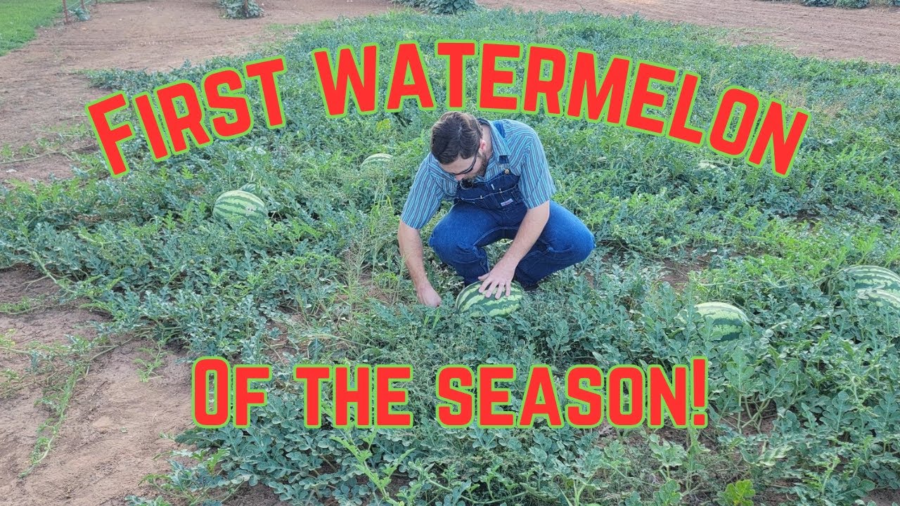 FIRST WATERMELON OF THE SEASON!! - YouTube