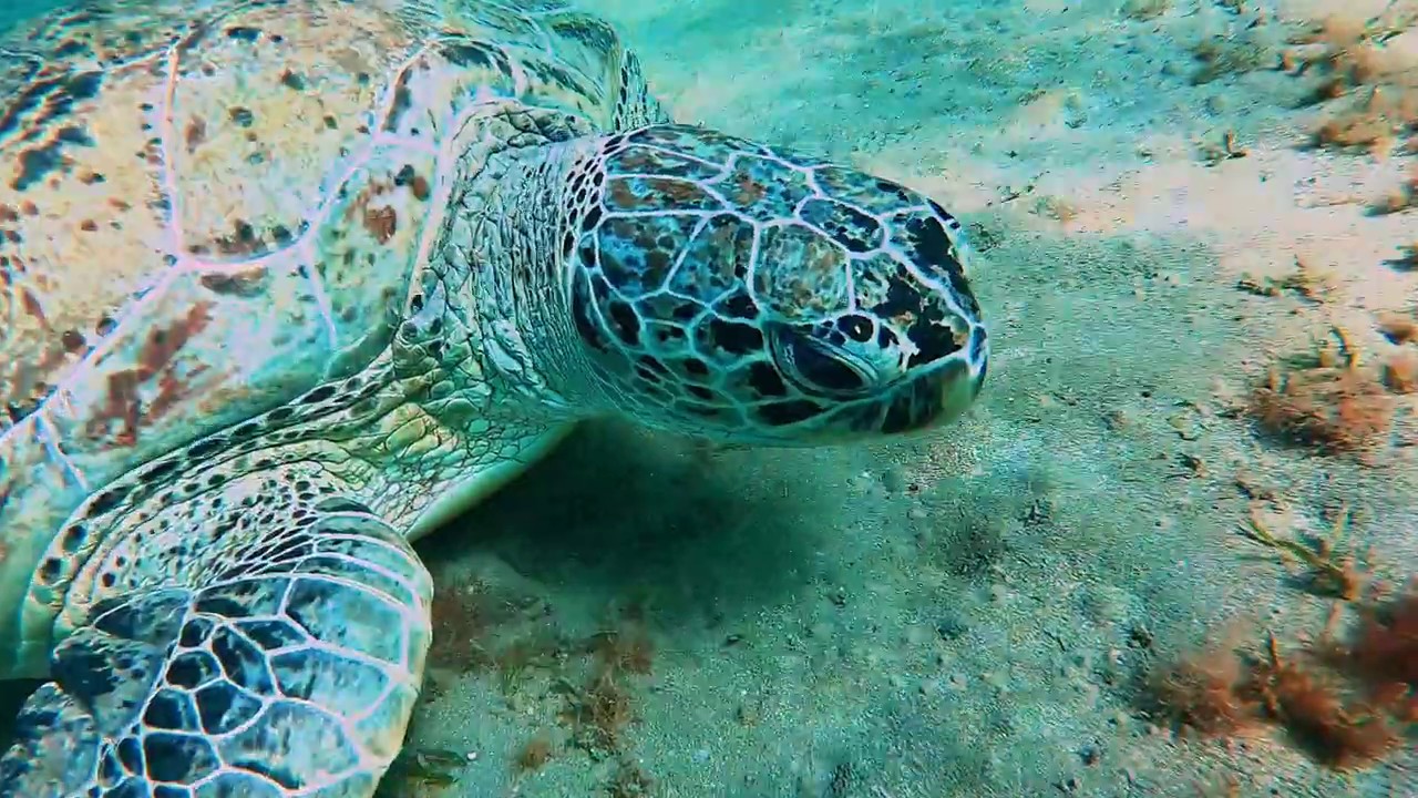 2020 02 07 Red Sea Turtle 1920x1080 50p 40Mbps - YouTube
