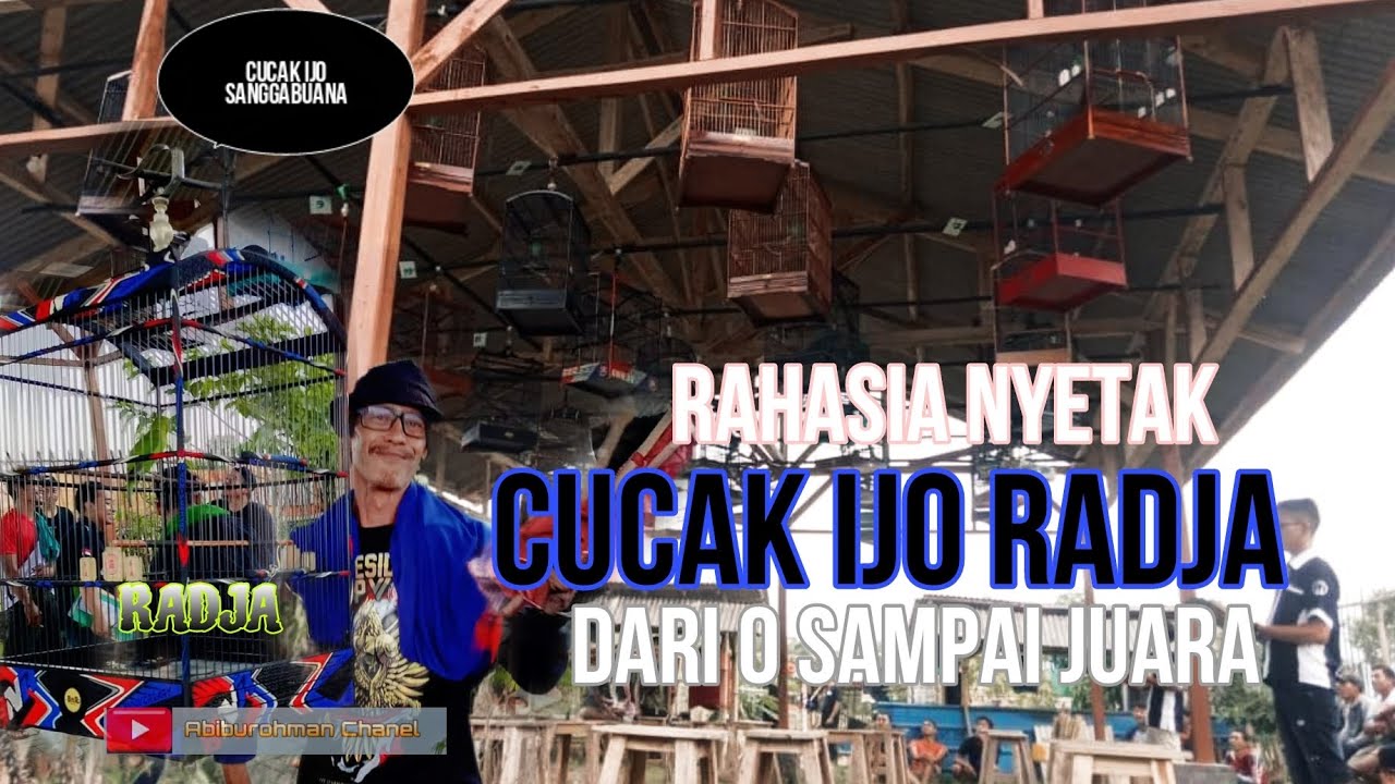 CUCAK IJO DARI GUNUNG SANGGABUANA KARAWANG SIAP BERSAING DI EVEN ...