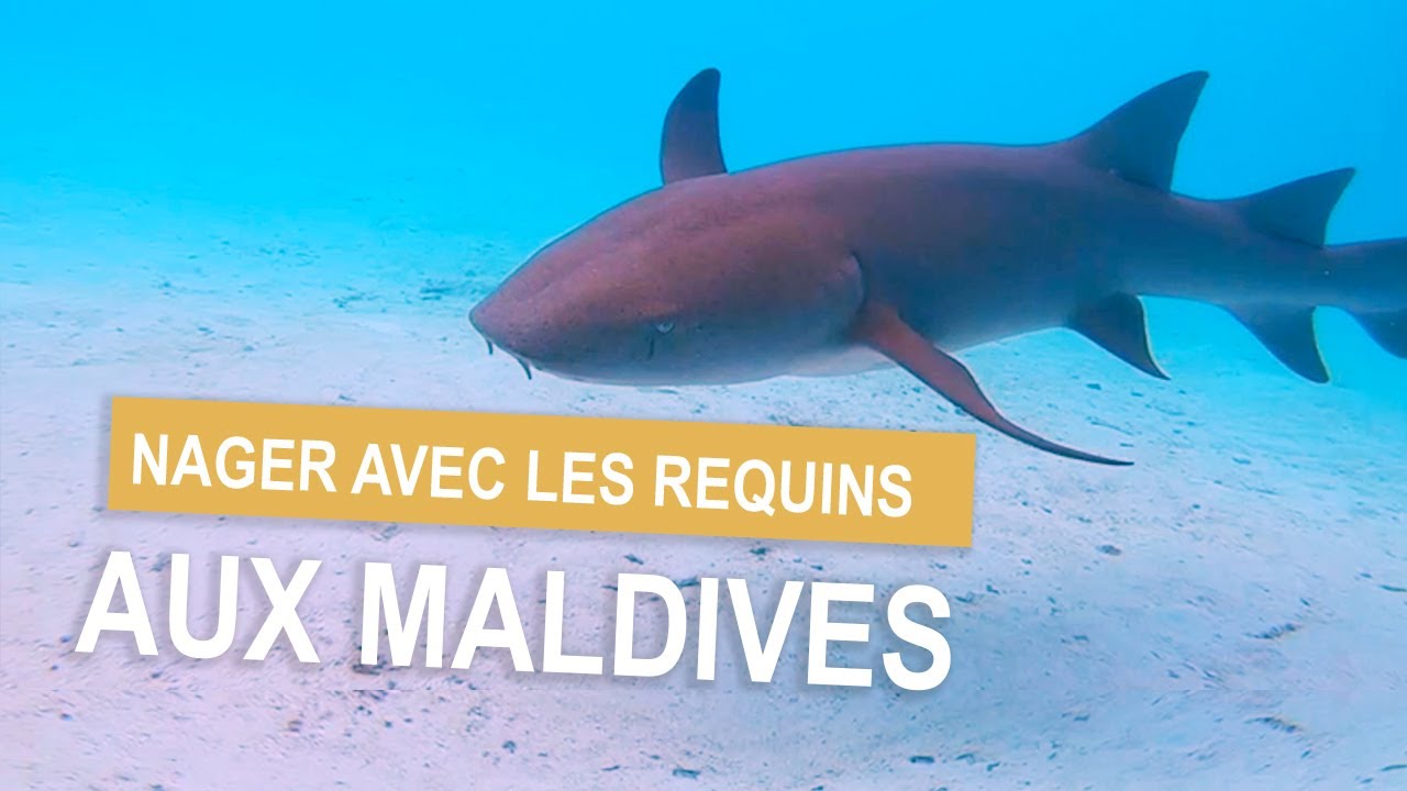 Nager avec les requins aux Maldives - YouTube