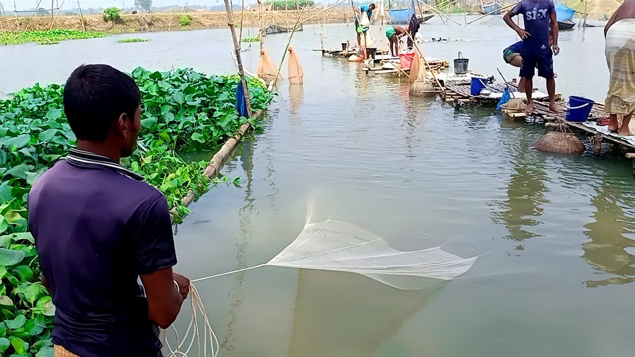 Catching huge fish by small triangular net.Part-12 - YouTube