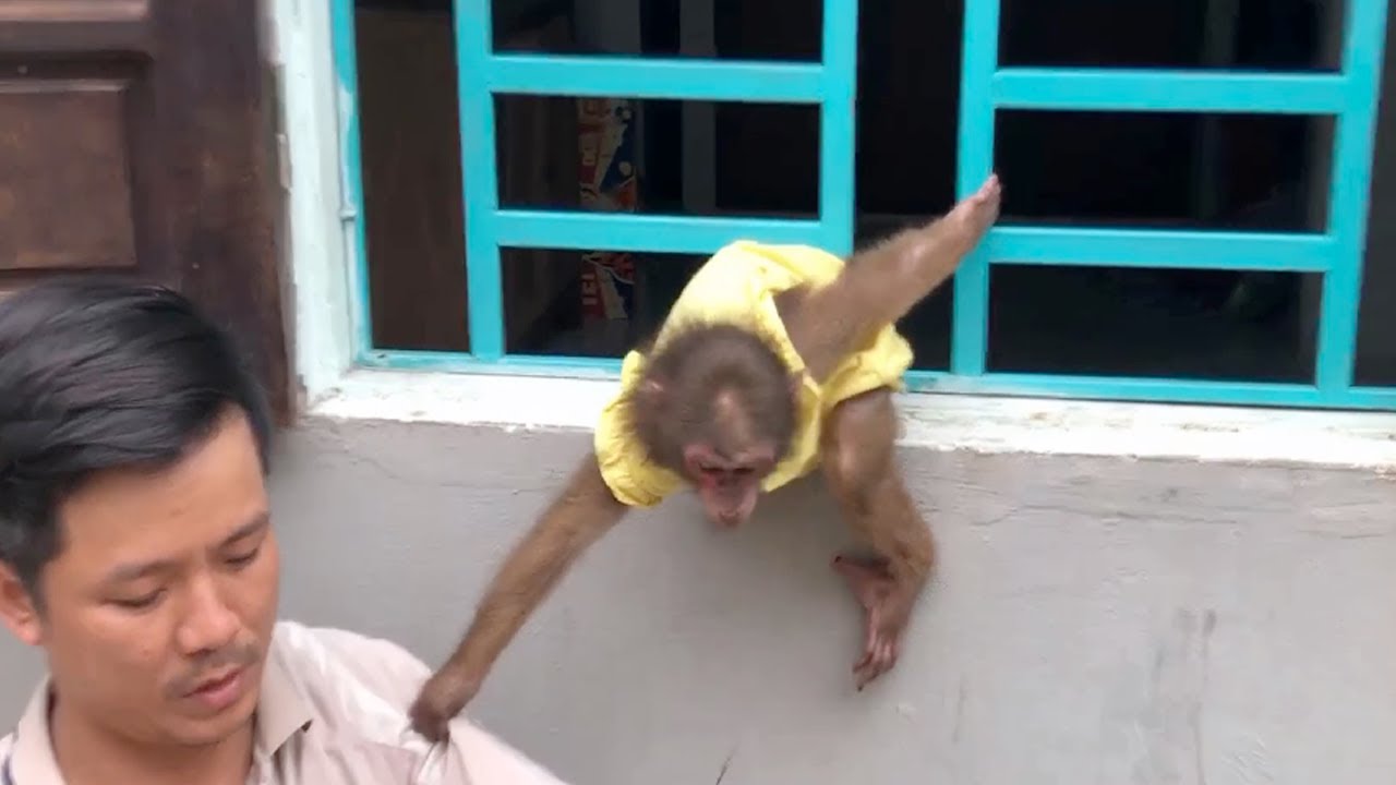 Monkey Ni's hands are too busy, Ni's childhood - YouTube