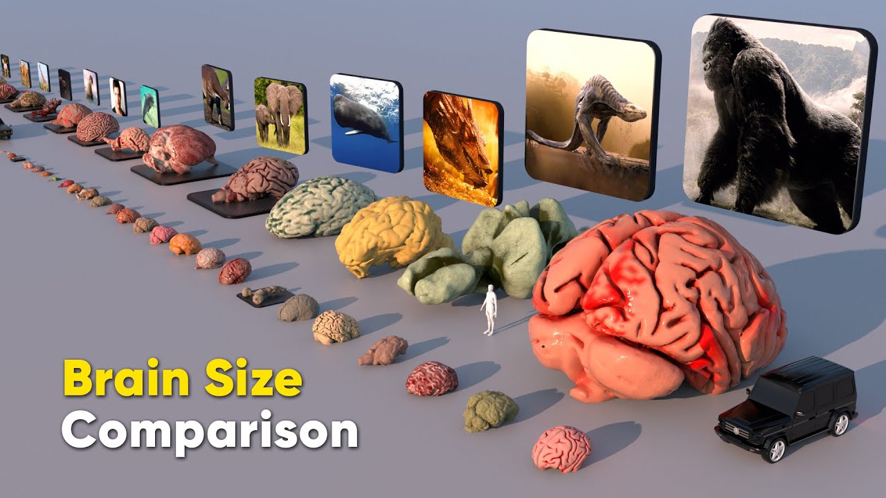 Brain Size Comparison 3D Biggest Brain Fictional Brain YouTube