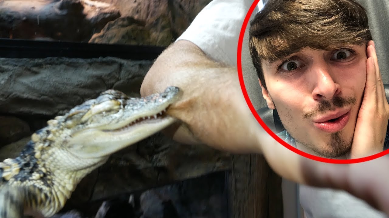 HIS FIRST TIME GETTING BIT BY AN ALLIGATOR!! (PAINFUL) - YouTube