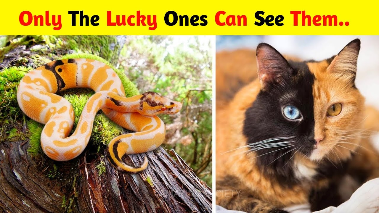 Creatures With The Most Unique And Rare Colors | Unique Animals With ...