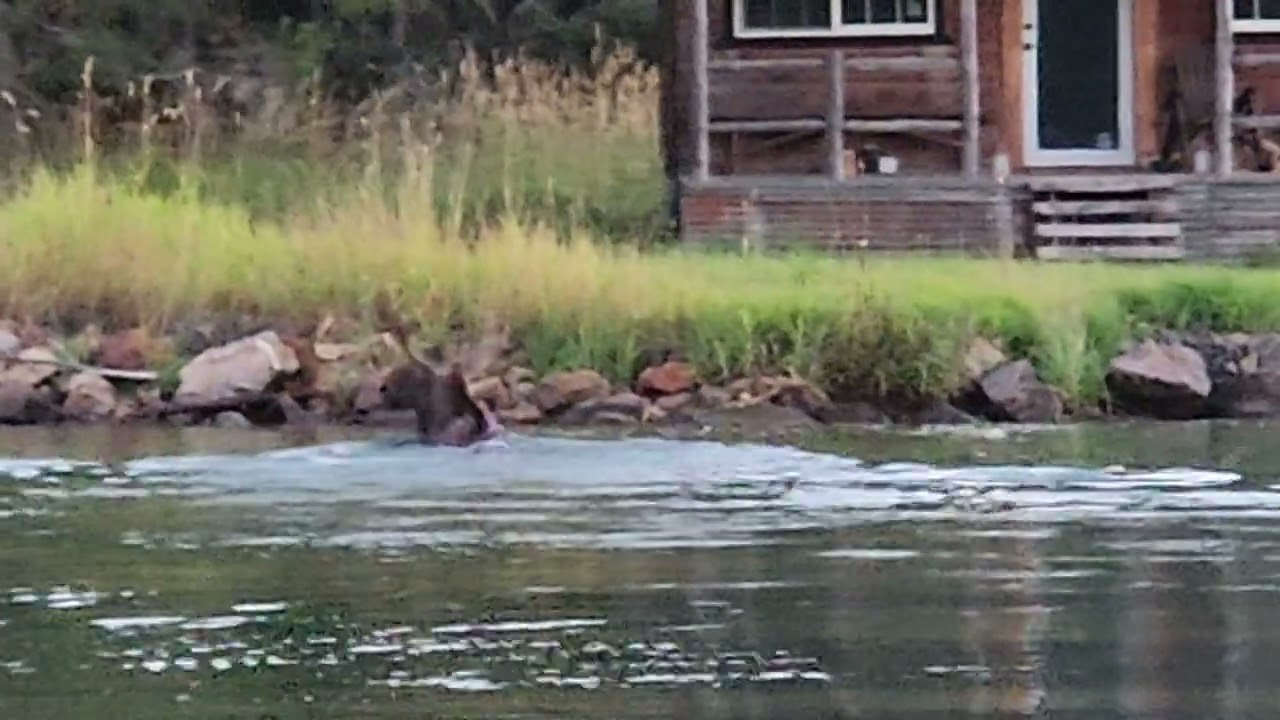 North Idaho Moose crossing the river, wait for it! - YouTube