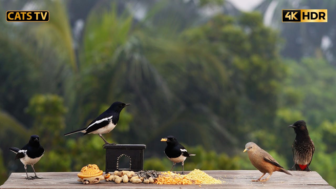 Nature's Window Cat TV with Small Birds 😻10 Hours of Playful Birds🐦 ...