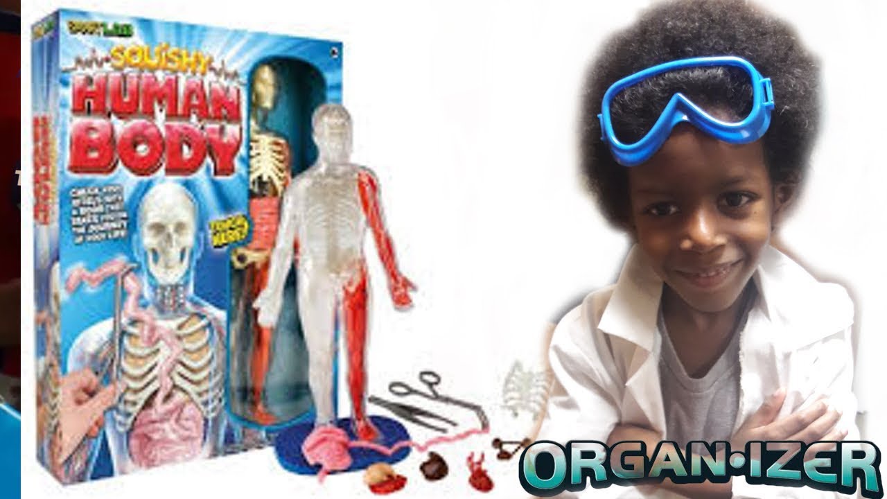 Smart lab Squishy Human body - YouTube