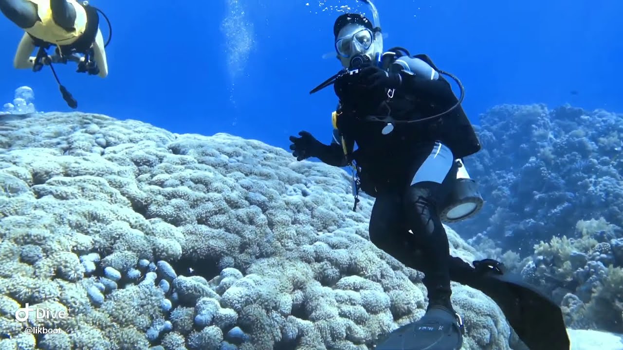 AMAZING YANBU RED SEA DIVING NOVEMBER 2019 - YouTube