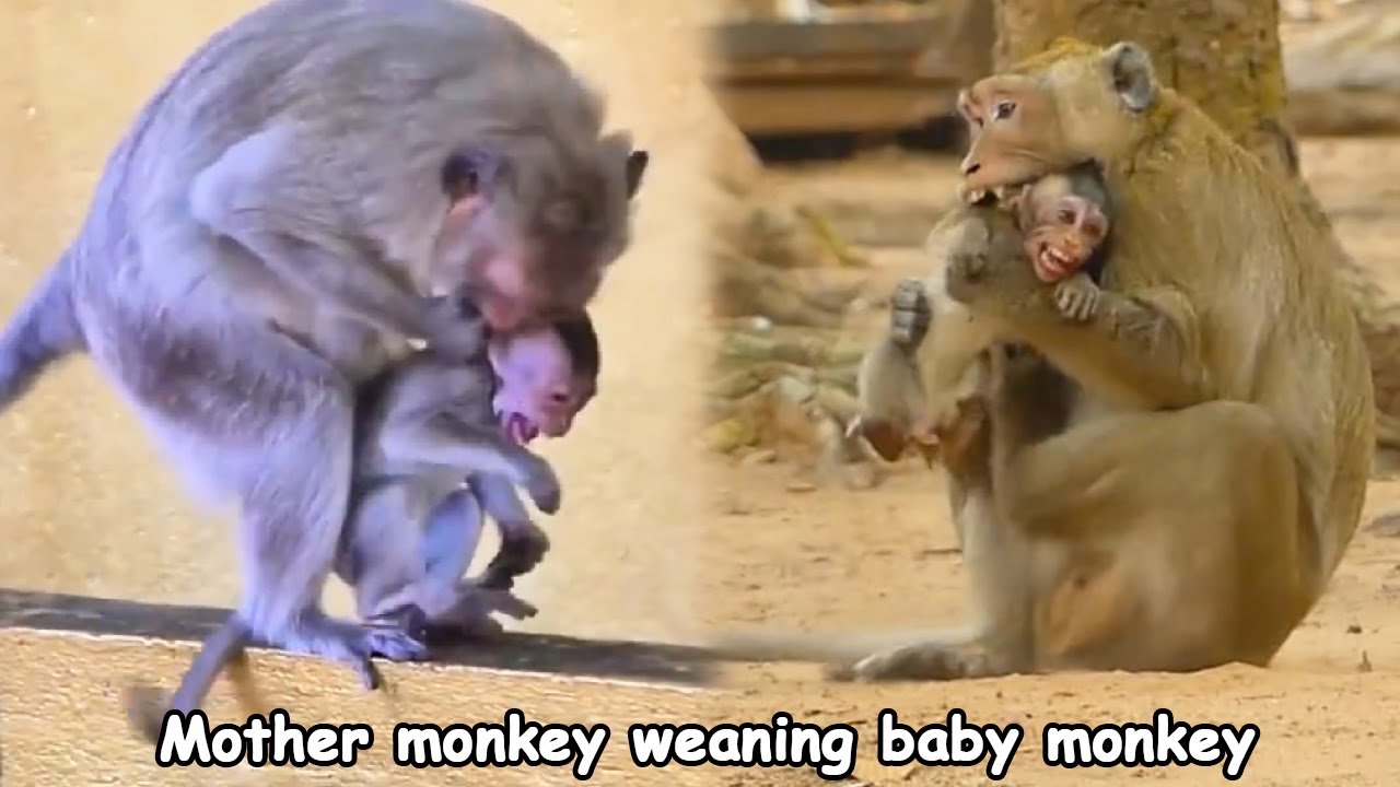 Mother monkey weaning her baby monkey, baby monkey reacts violently - YouTube