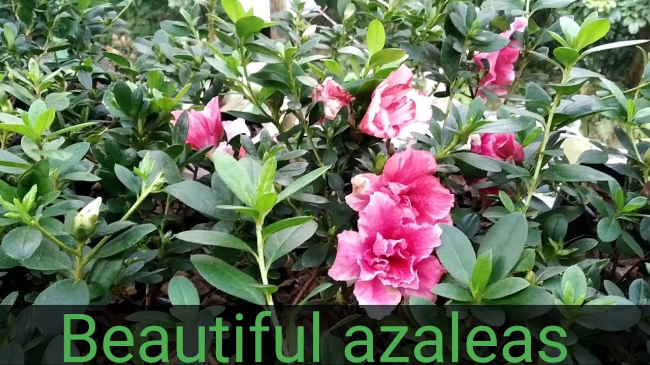 Azaleas special | beautiful flowers|Lizahill Flower Nursery || - YouTube