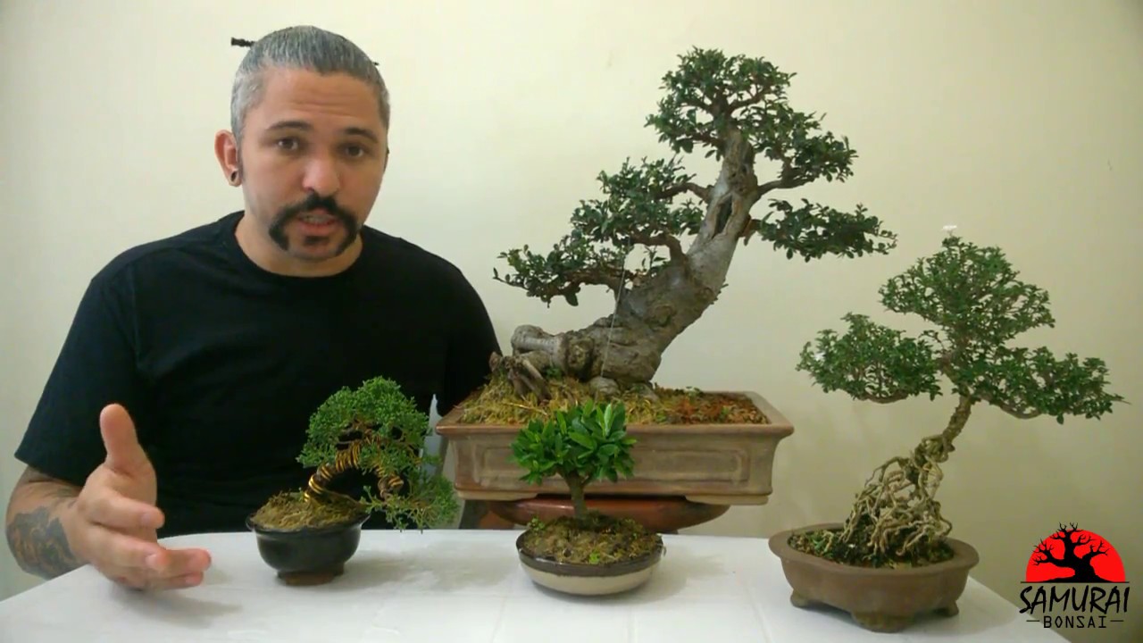 Samurai Bonsai, Primeiro vídeo. Bonsai para Iniciante. - YouTube