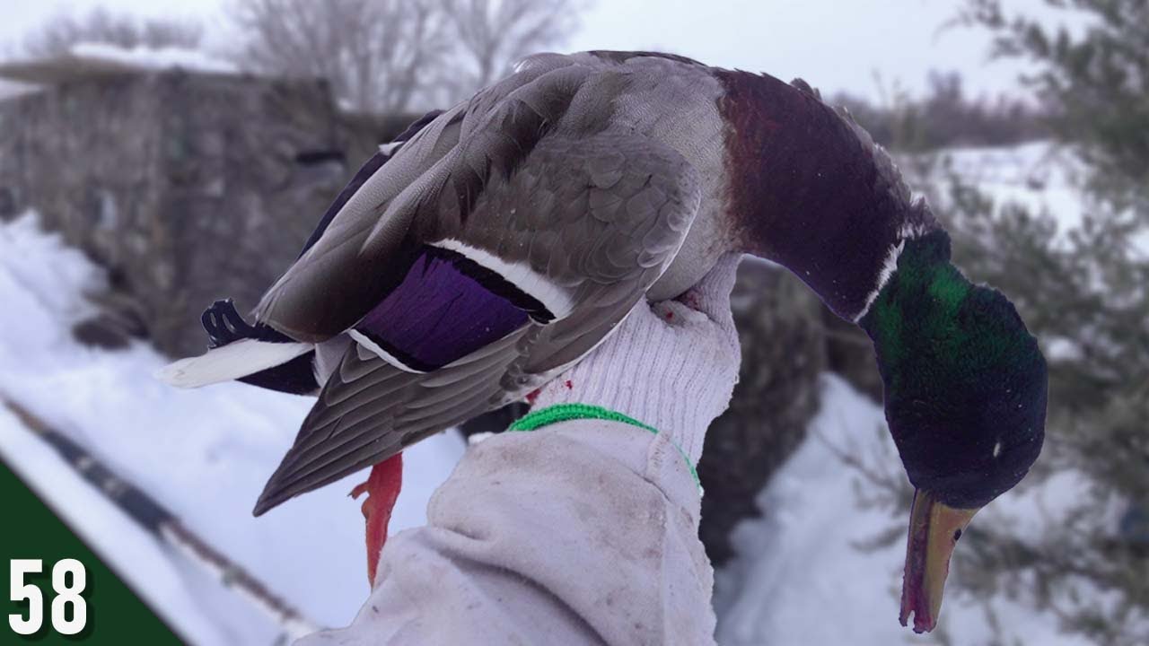 Late Season MALLARD Hunt From a PIT BLIND! (Limited Out) | 28 Gauge ...
