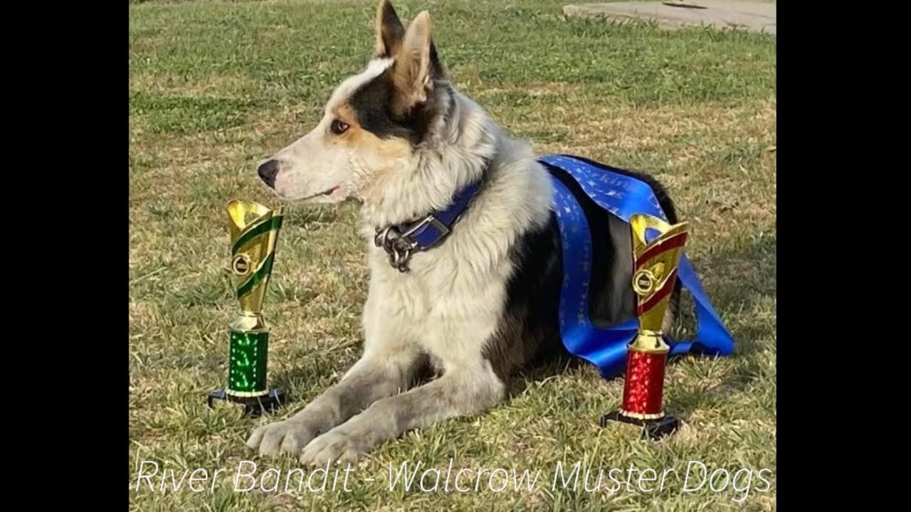 Walcrow River Bandit - YouTube