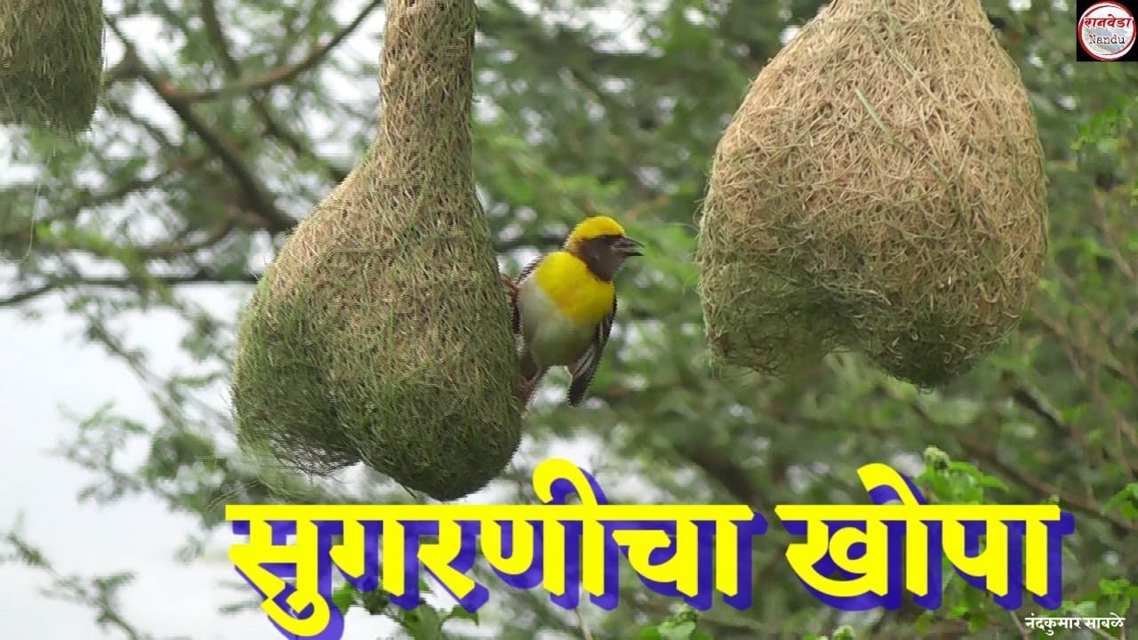 सुगरणपक्षी |सुगरणीचा खोपा | Sugaran pakshi | Sugaranbird |sugaranicha ...