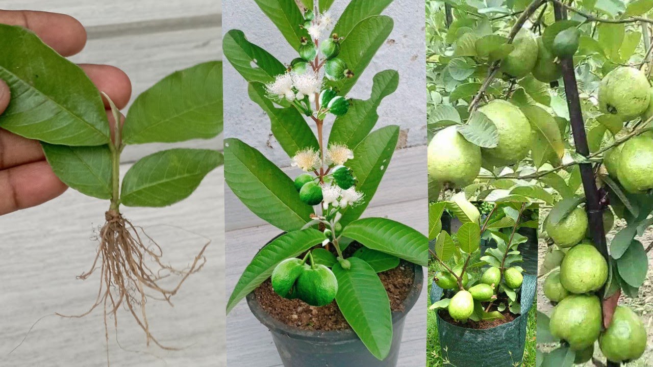 Great Technique For Grafting Guava Tree Growing fast with aloe vera ...