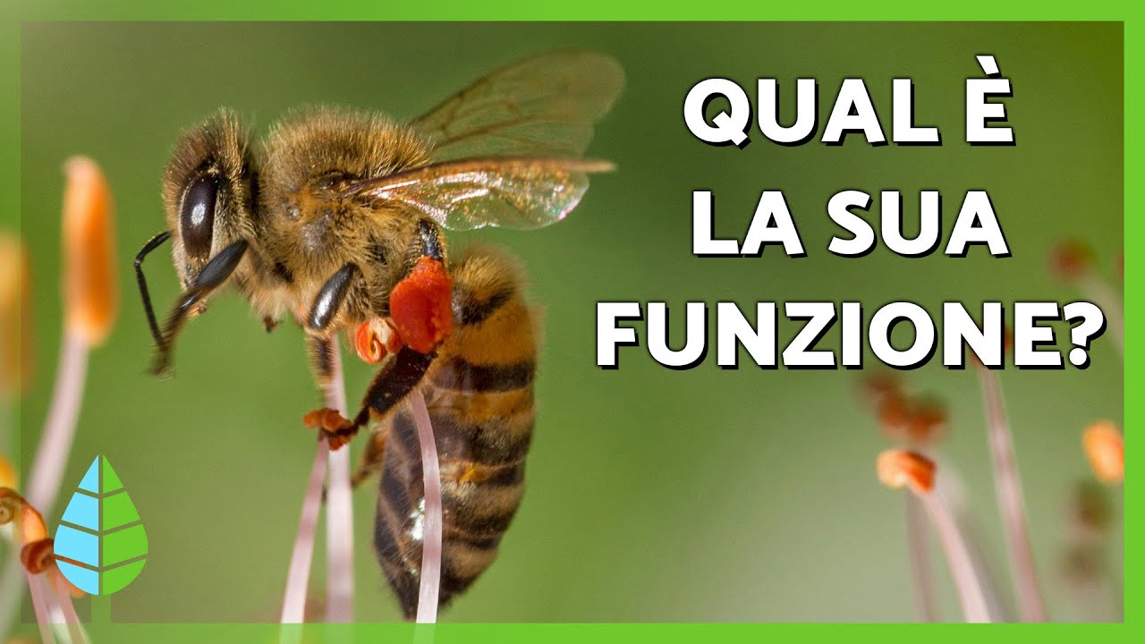 Qual è la FUNZIONE delle API in NATURA? 🐝 | Ape regina, api operaie e ...