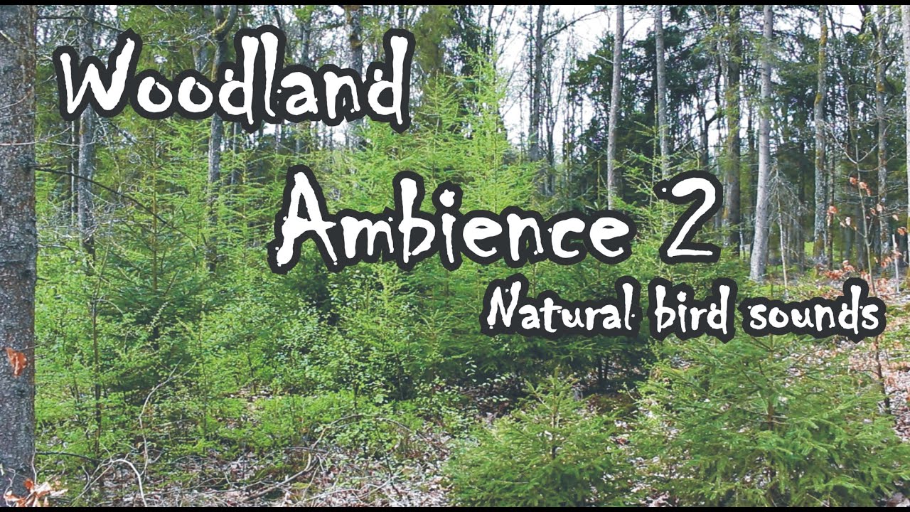 Nature Sounds, Woodland Ambience, Bird and forest sounds, relaxing ...