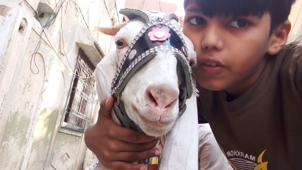Bakra and cow 🐄 uploading mashallah mashallah 🥰 wow 😲😊😍 - YouTube
