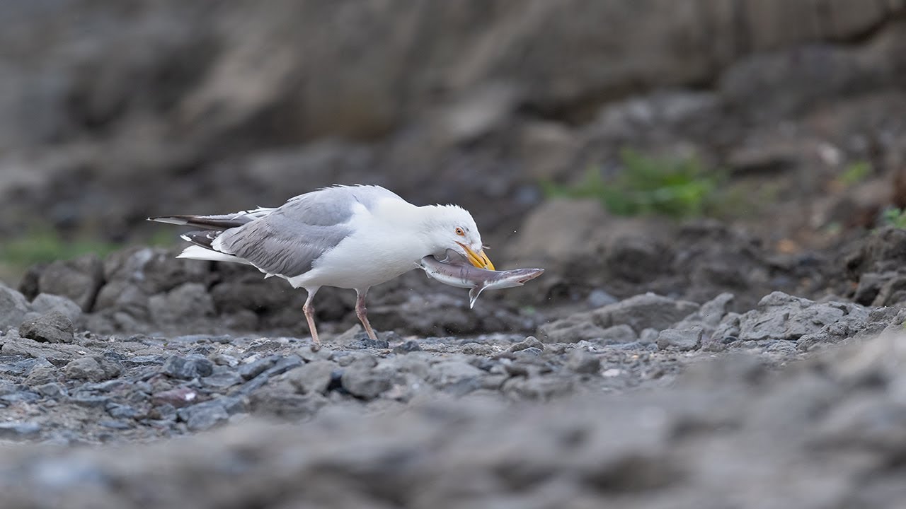 Mr. Peanut Meets the Shark Eating Gull. "Expect the unexpected!" - YouTube