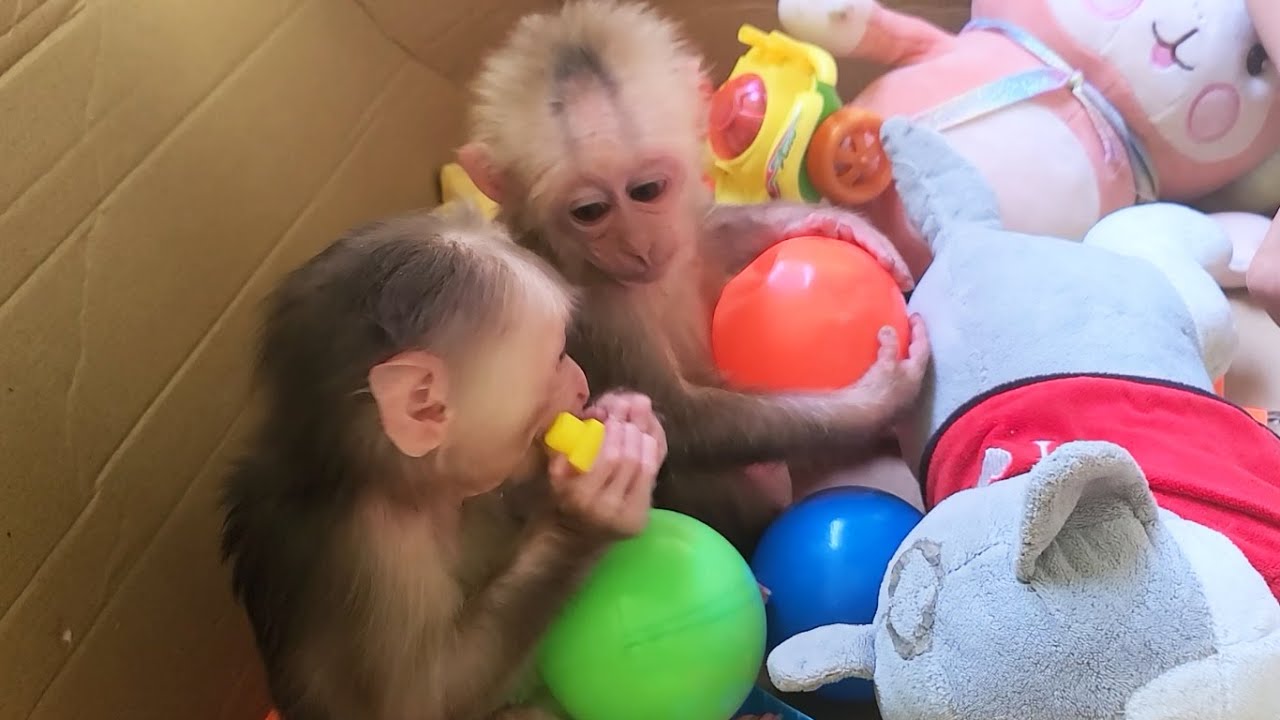 Monkey Mimi shares the toy with her new friend Kuku - YouTube