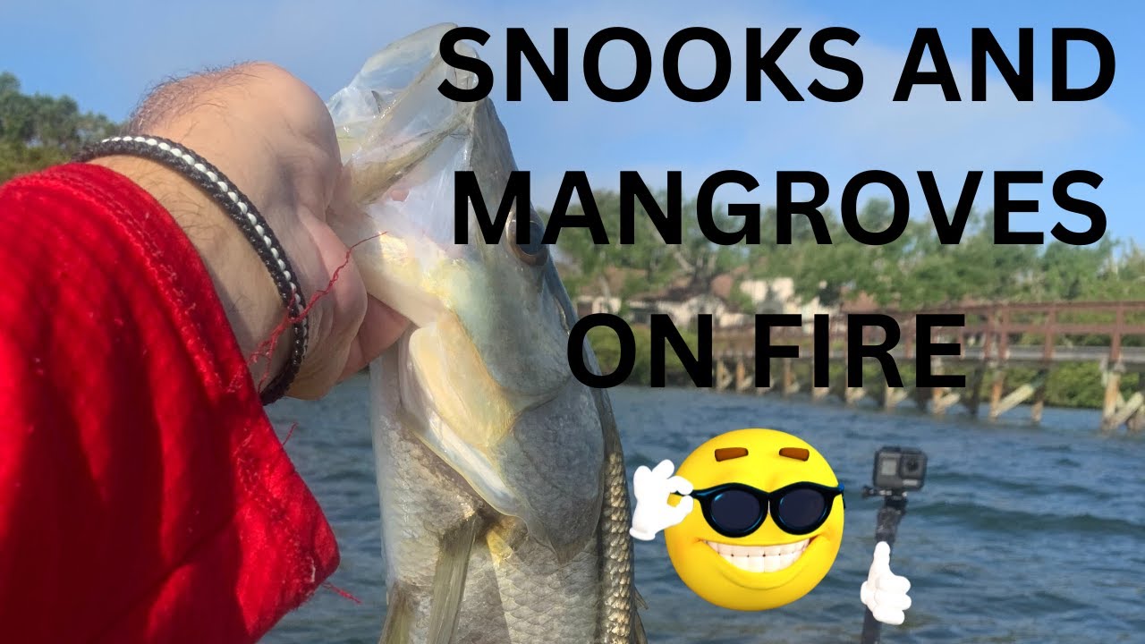 This mini lure did it again! Snook and Mangroves are on fire! That's ...