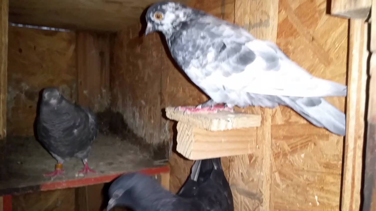 Roller pigeon. Update 2016 squeakers - YouTube