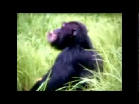 First cine of David Gray Beard, Gombe Stream in 1961.wmv - YouTube