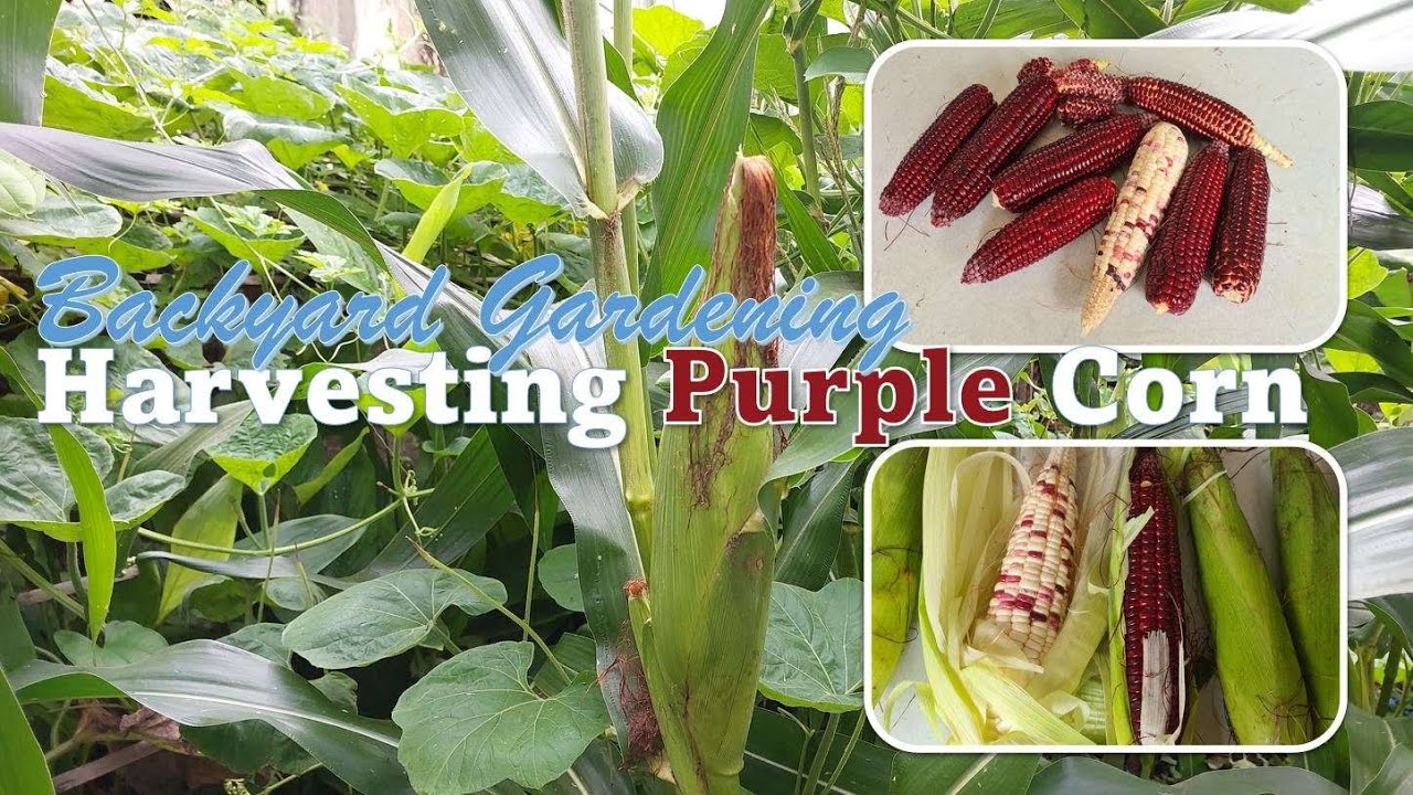 Harvesting purple corn | Backyard Gardening | V034 - YouTube