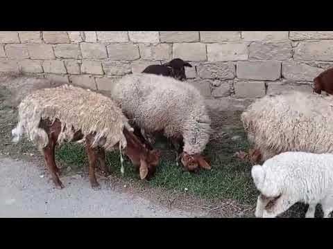 Bakıda 4 Baş Balali Qoyun Satilir 051_070(888-82-81) #qoyun #quzu