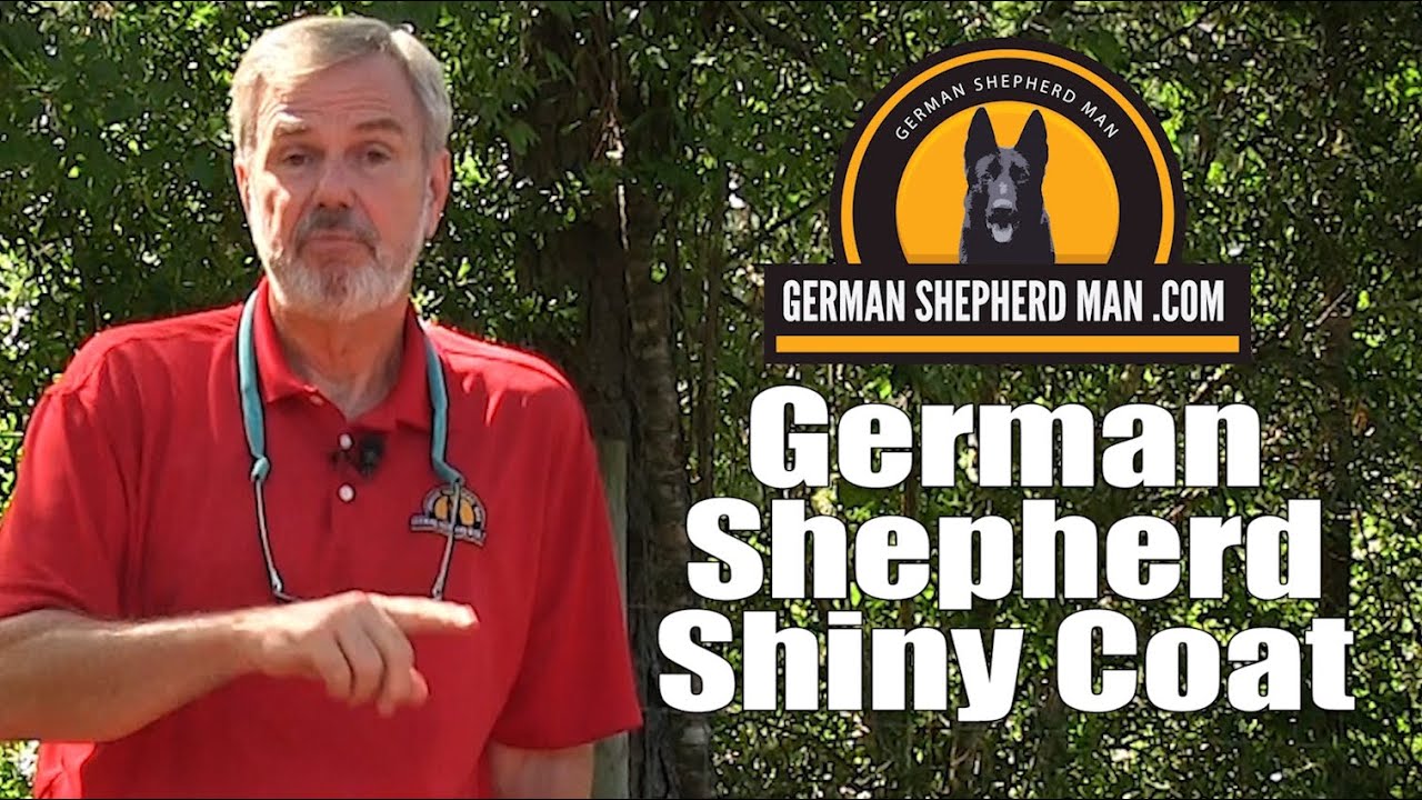 GSM GERMAN SHEPHERD SHINY COAT AUG 2020 - YouTube