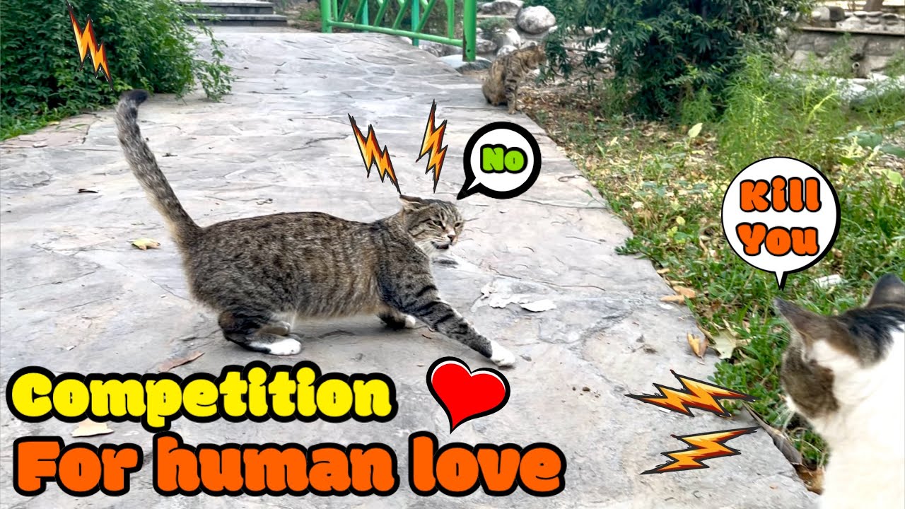 Two jealous female cat Compete with each other over me to find my ...