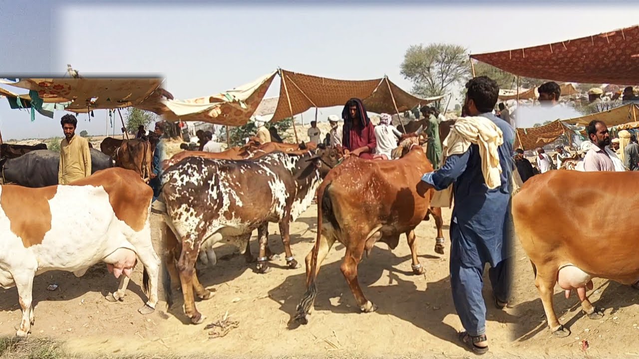 Desi Cow Mandi Latest Update / Sahiwal Cholistani Cow / Dairy Cattle ...