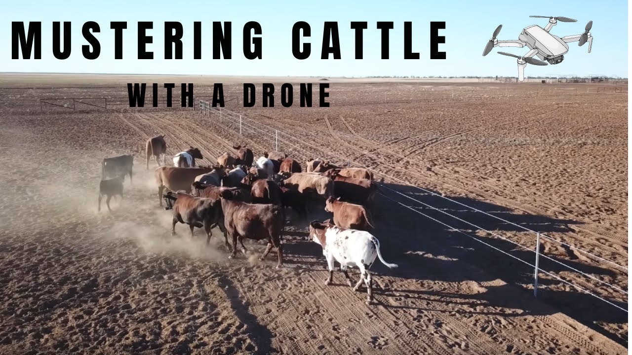 Mustering Cows With A Drone (Orbit Innovations Group) - YouTube