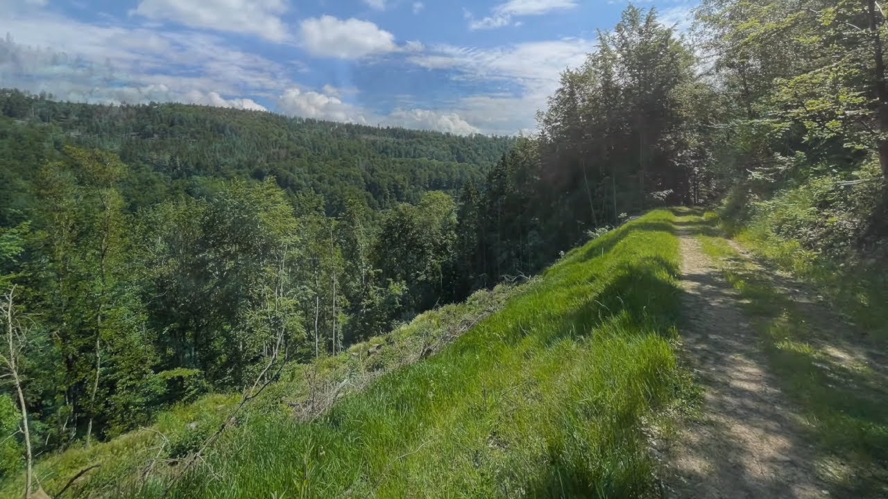 Path in the forest - Olexy Music - YouTube