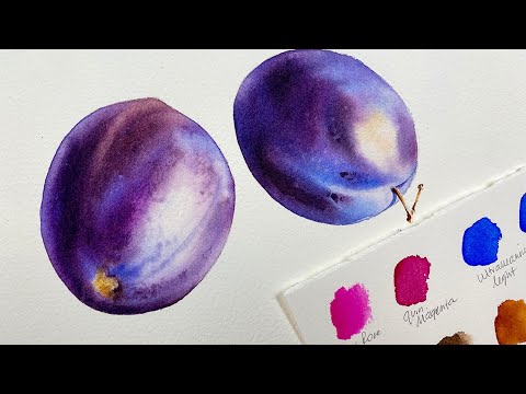 How to paint a realistic plum in watercolor - YouTube