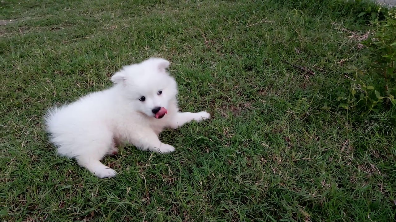 Indian Spitz playing - YouTube