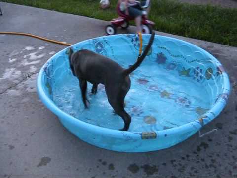Blue American Pitbull Playing in Kiddie Pool- Female 5 months - YouTube