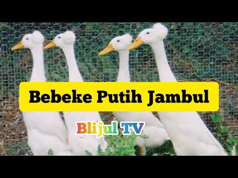 Bebeke Putih Jambul | Gending Rare