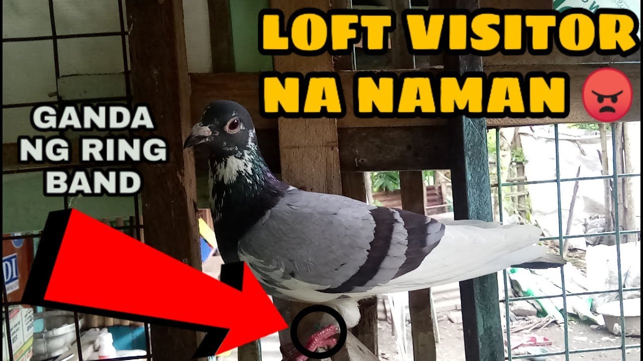 LOFT VISITOR NA NAMAN !!😠 FIRST TOSS NG KALAPATI NATIN 5 KMS - YouTube