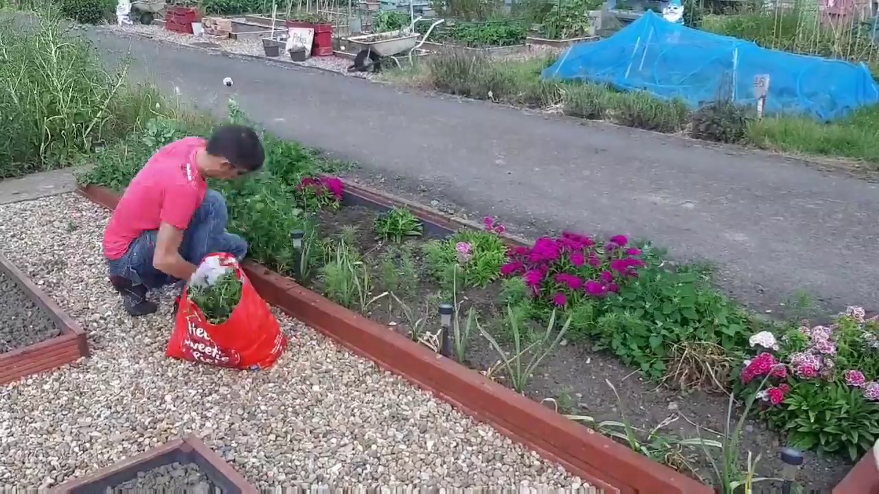 Allotment spring clean - YouTube