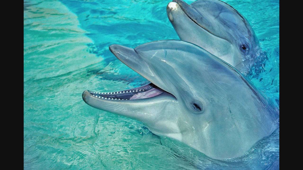 Dolphin Slideshow - YouTube