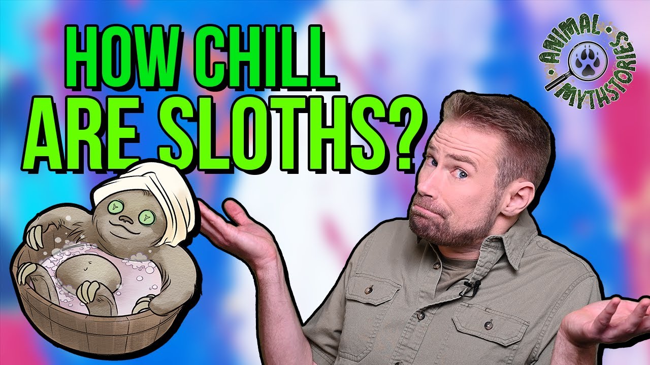 How Chill are Sloths? - YouTube